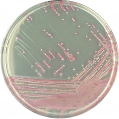 CHROMagar MRSA - HyLabs